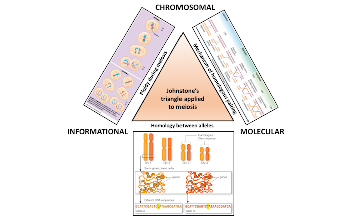 The triangle connect: the three levels to teaching meiosis ...
