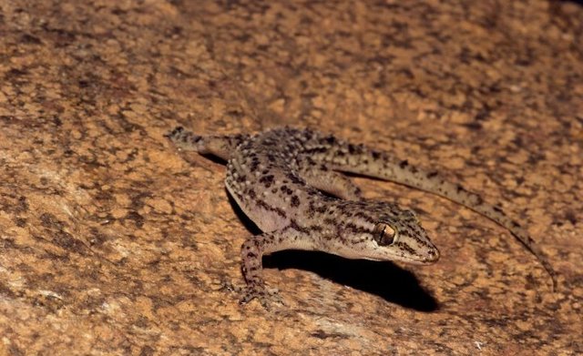 Evolution of geckos linked with past climatic conditions - IndiaBioscience