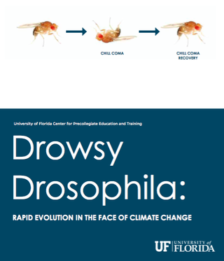 Drowsy Drosophila : Rapid Evolution in the Face of Climate Change ...