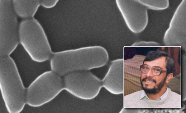 From students with love: new bacteria named after an Indian ...