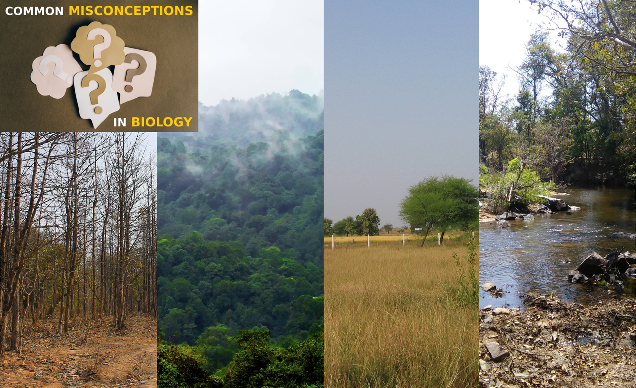 Common misconceptions in biology: What are habitats, microhabitats and ...