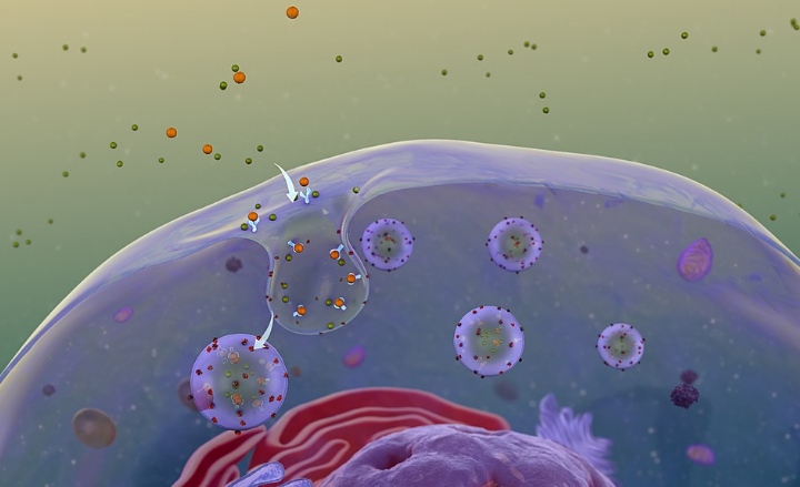 A new insight into cellular recycling - IndiaBioscience