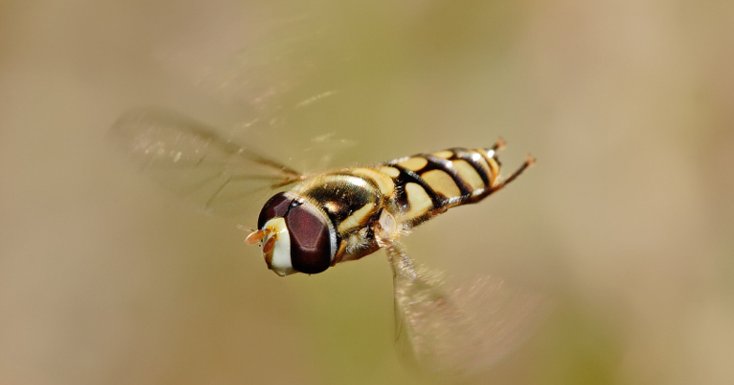 Top gear: the mechanics of insect flight - IndiaBioscience