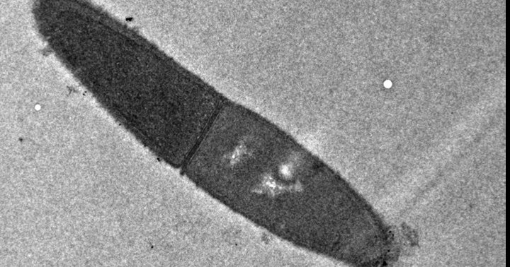 Phenotypic memory in Anthrax spores - IndiaBioscience