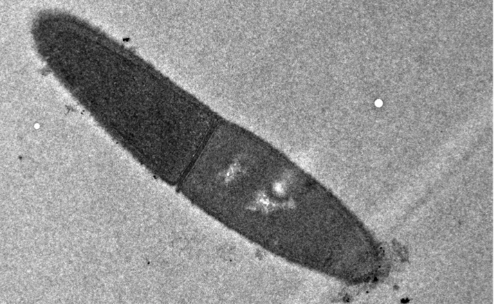 Phenotypic memory in Anthrax spores - IndiaBioscience