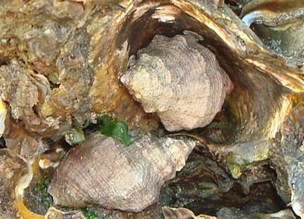 Snails suffer genetic damage from environmental pollution - IndiaBioscience