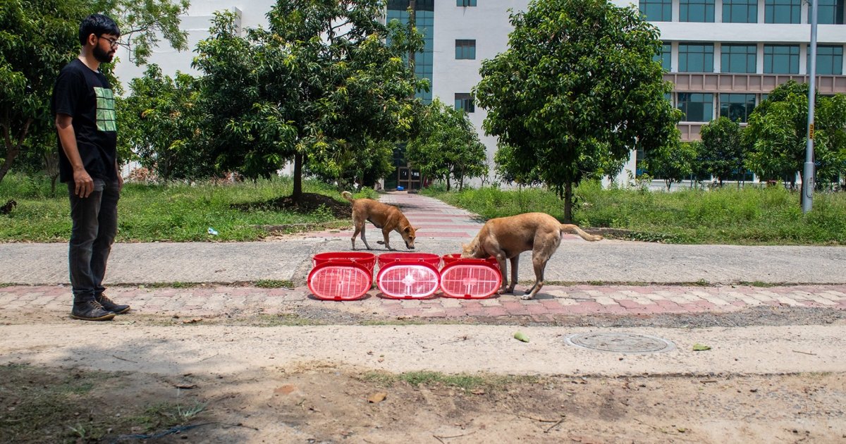 Stray but strategic: Street dogs use different strategies when ...
