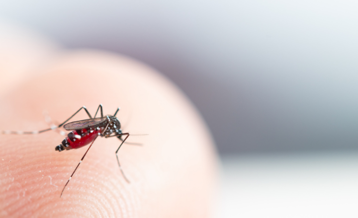 Mosquitoes on the hunt: the role of olfaction in finding human hosts ...