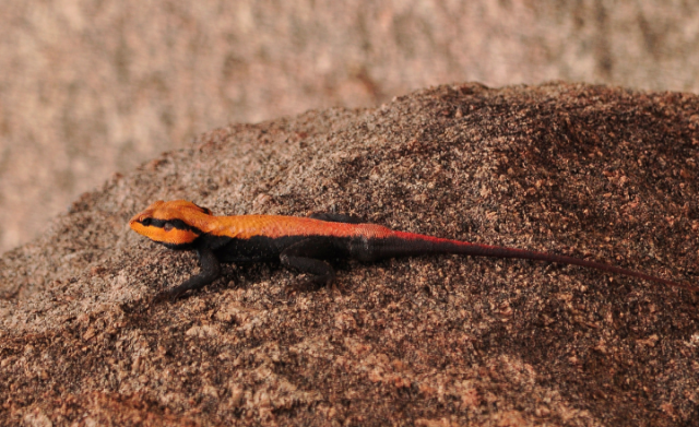 Unmasking the colourful illusions: agamid lizards challenge assumptions ...