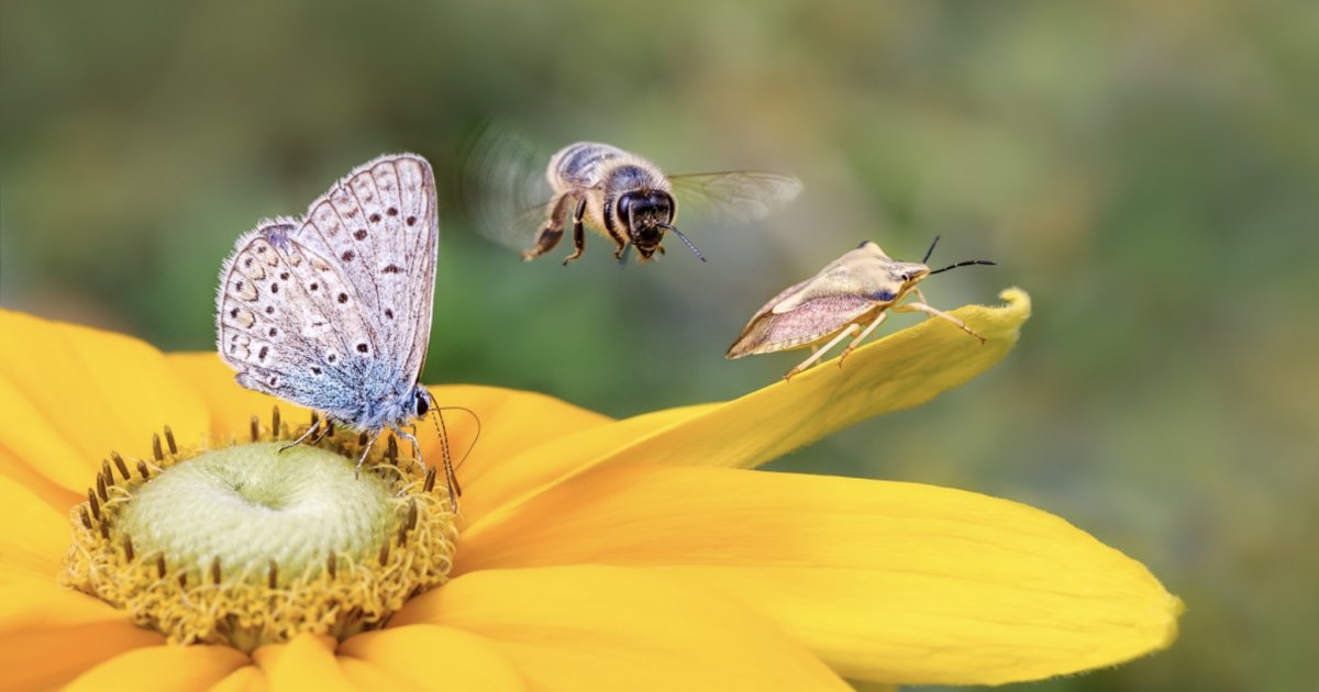 Insects in a warming world - IndiaBioscience