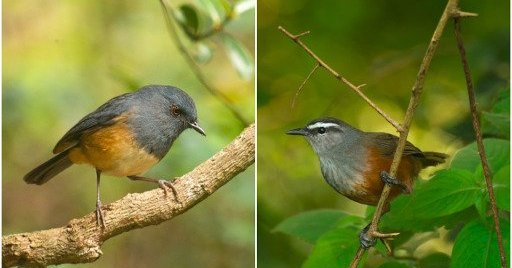 New bird genus endemic to the Western Ghats discovered - IndiaBioscience