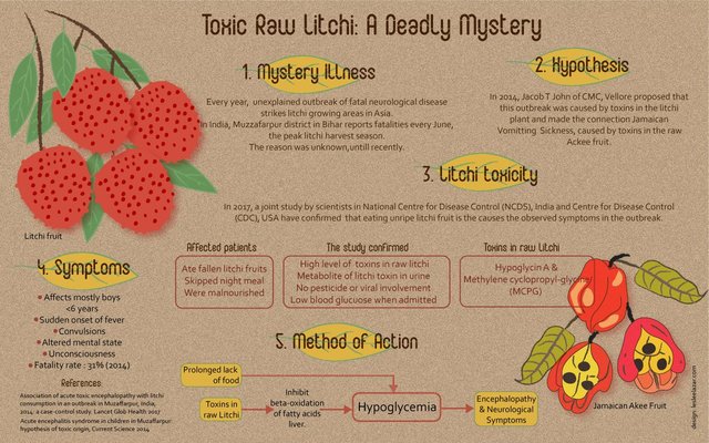 Litchis and malnourishment: a deadly combination - IndiaBioscience