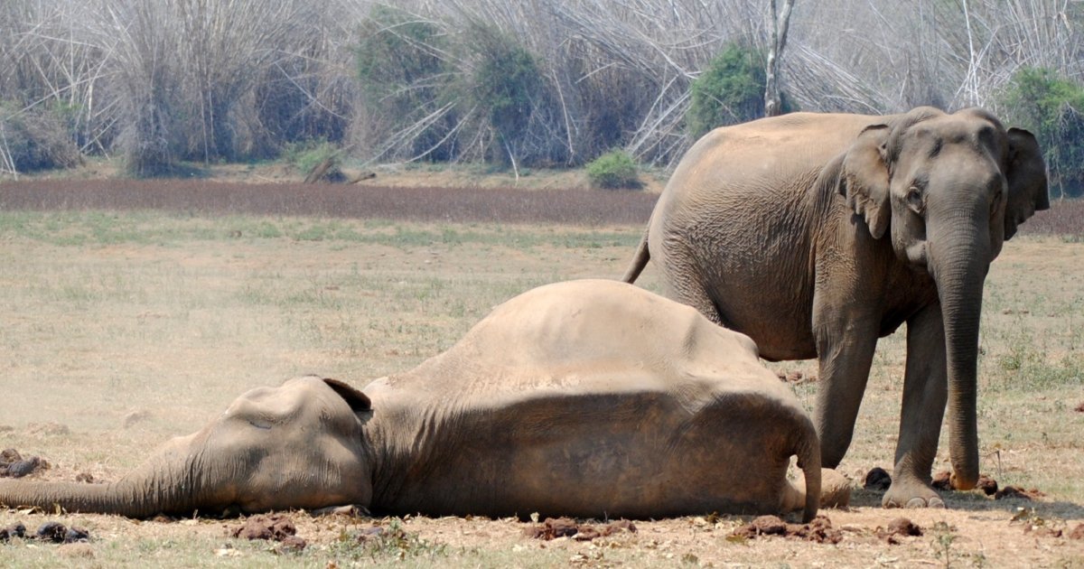 Asian elephants respond to dead and dying mates - IndiaBioscience