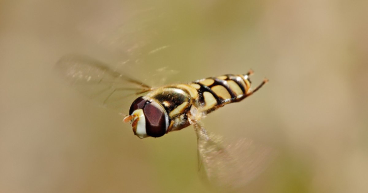 Top gear: the mechanics of insect flight - IndiaBioscience