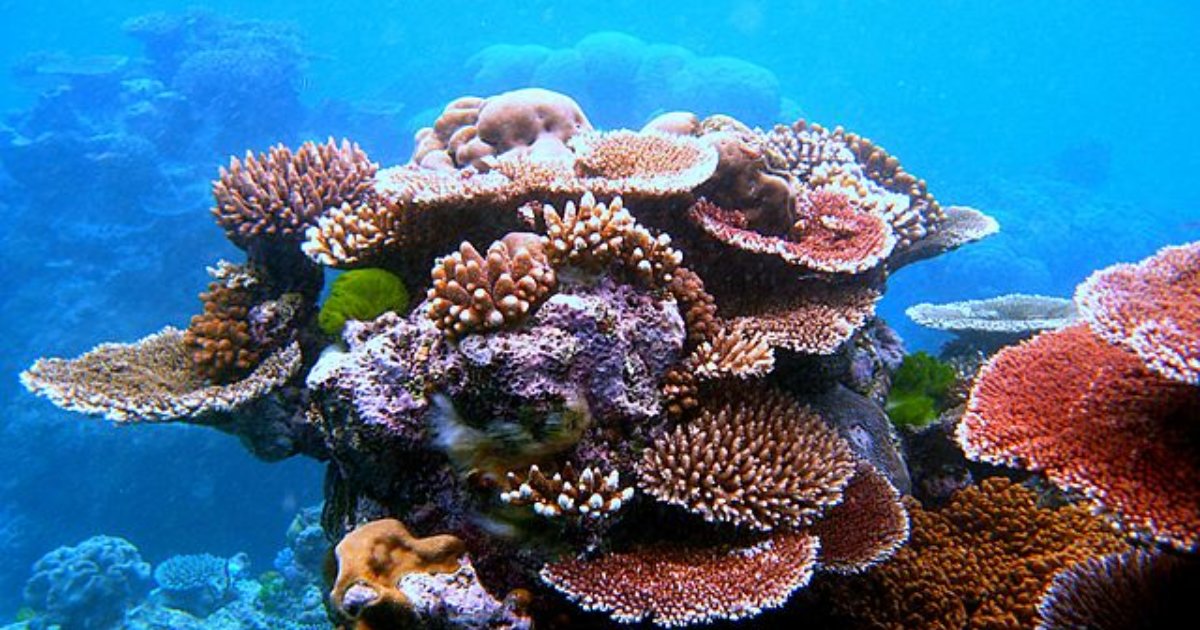 Bone grafting using corals - IndiaBioscience