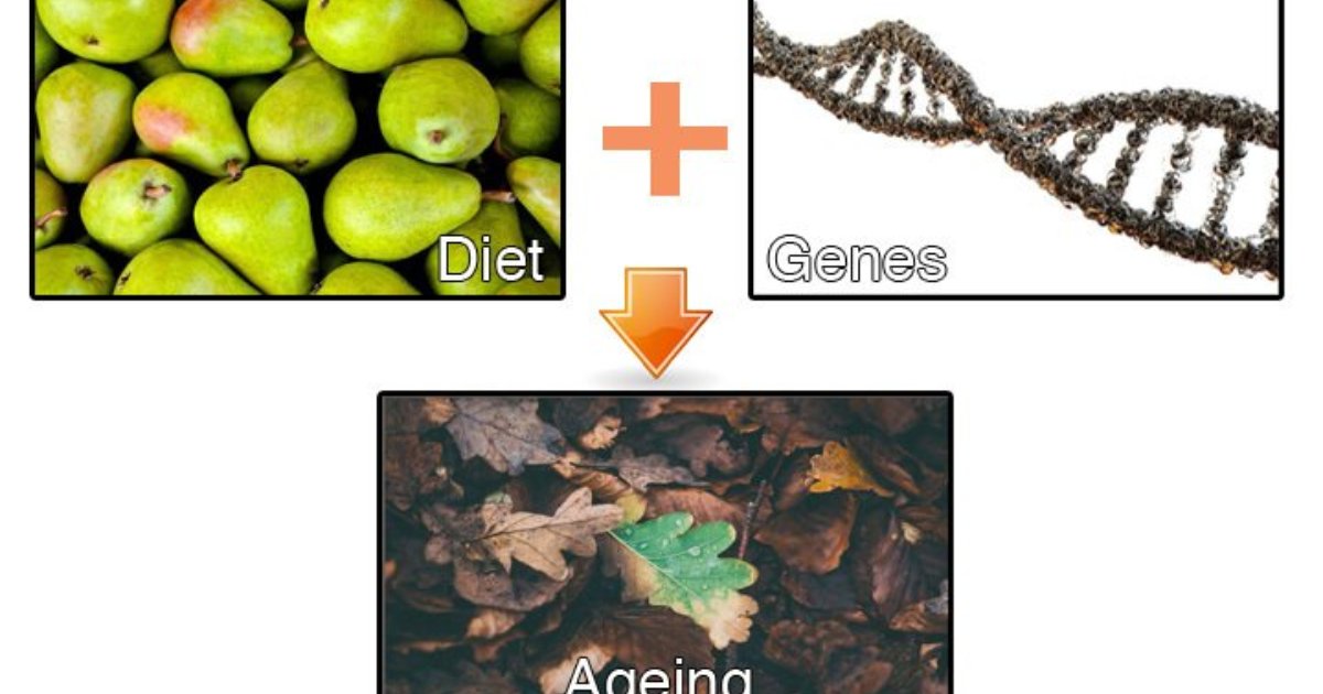 Genes and diet pair up to regulate lifespan - IndiaBioscience
