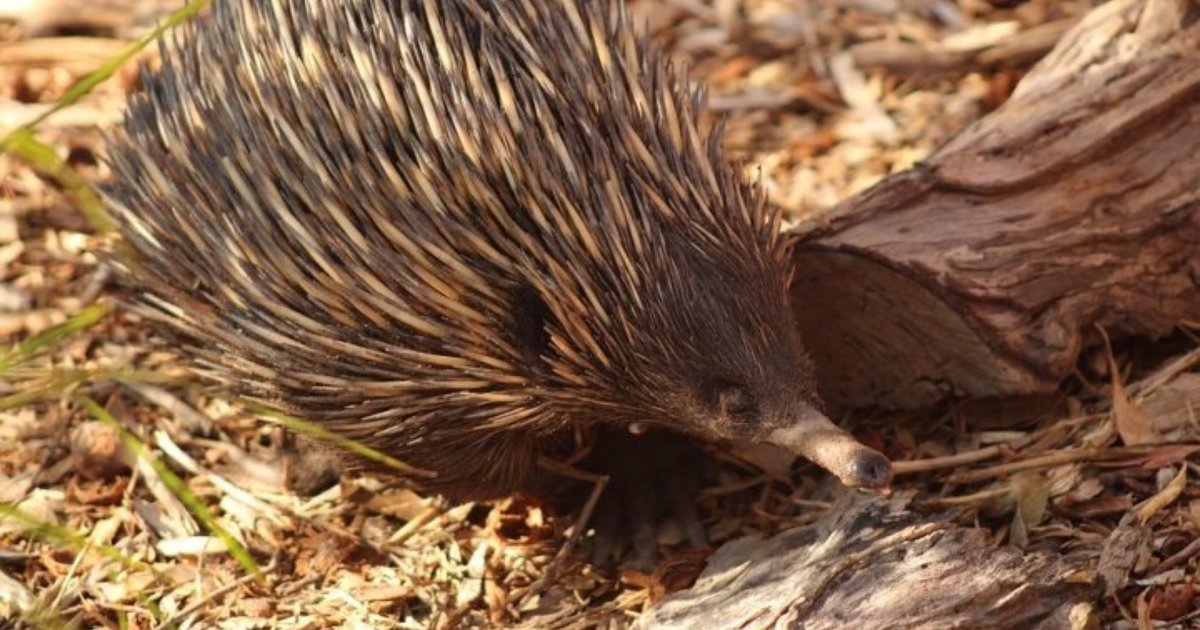 Fighting superbugs using echidna milk - IndiaBioscience