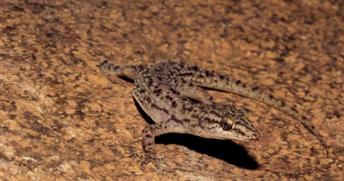Evolution of geckos linked with past climatic conditions - IndiaBioscience