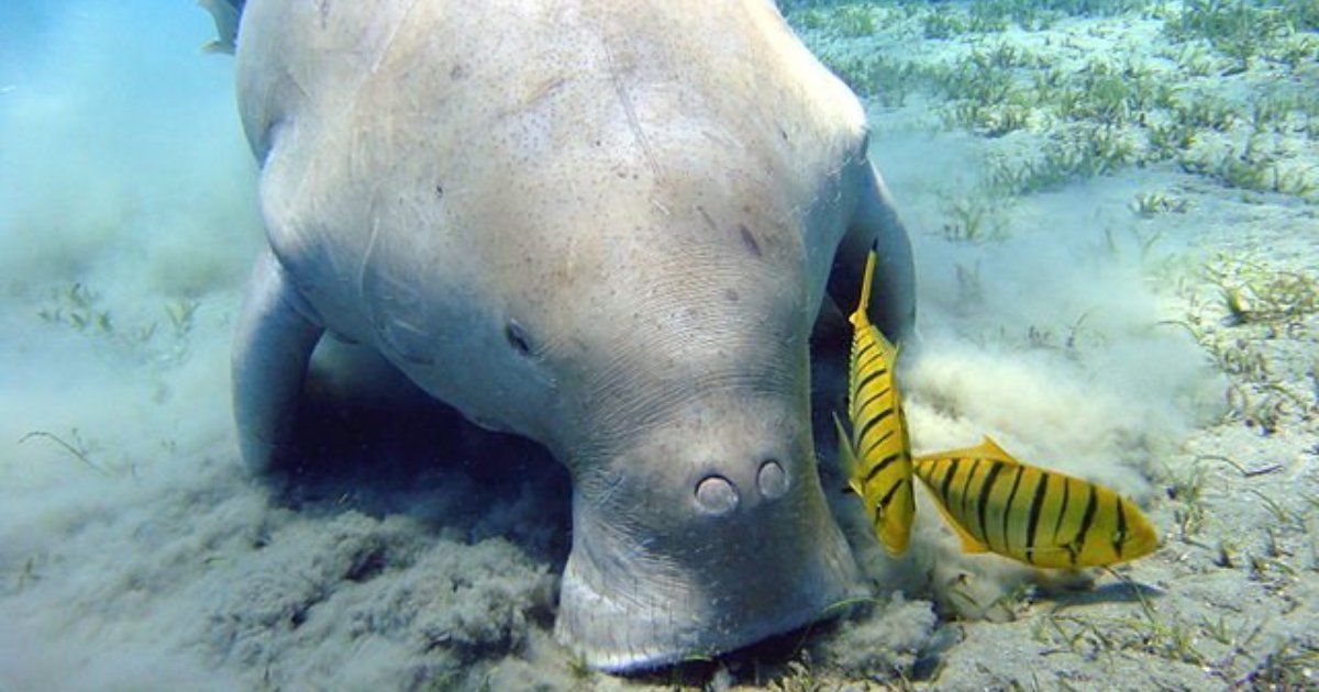 Dugongs in danger - IndiaBioscience