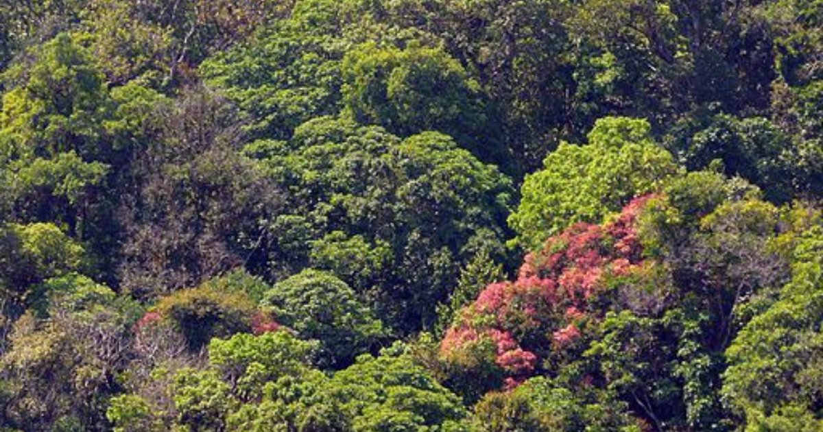 Afforestation will help the planet—but climate change needs a deeper ...