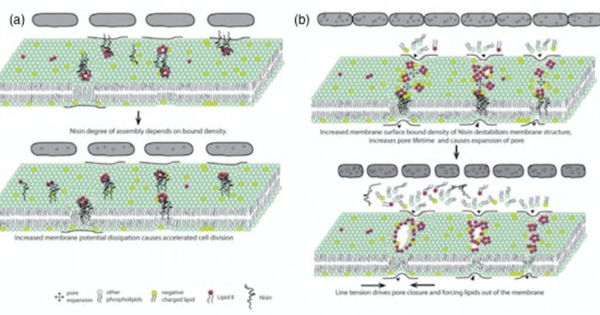 Understanding our weapons against bacteria - IndiaBioscience
