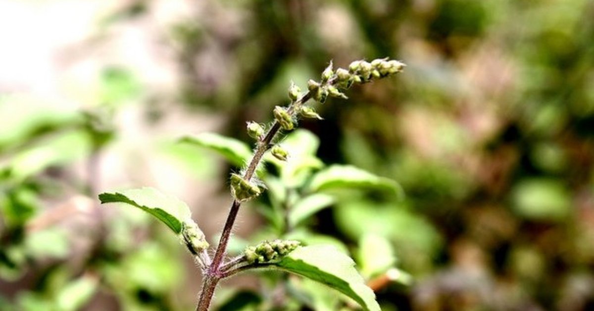 Draft genome of Tulsi sheds light on its medicinal properties ...