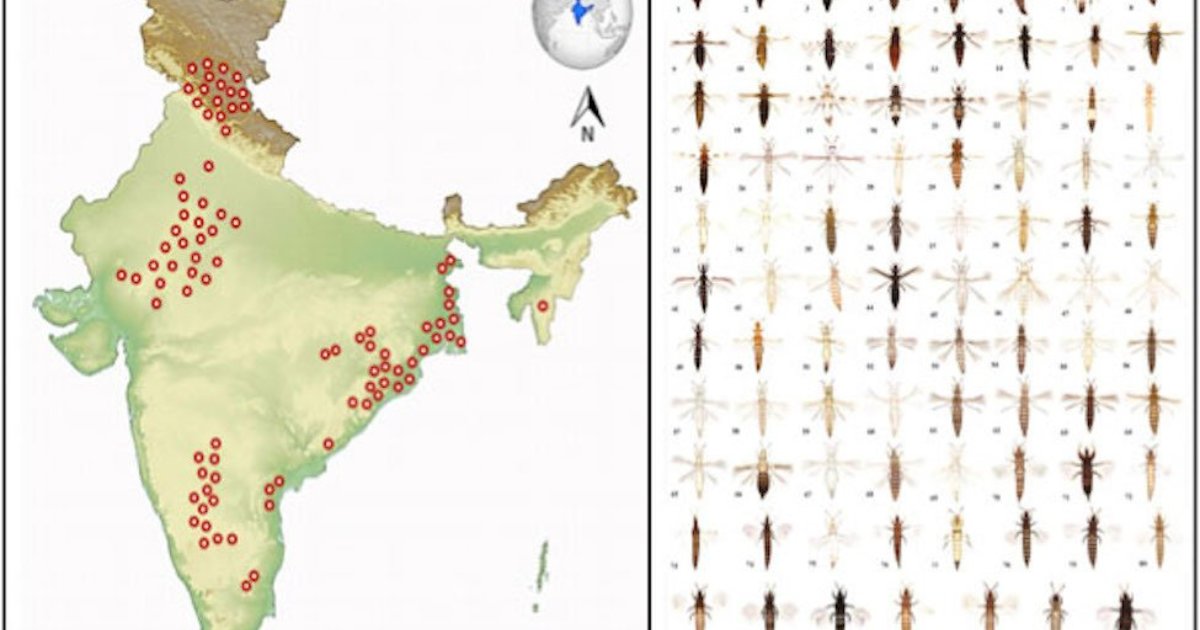 Bringing precision into pest identification - IndiaBioscience